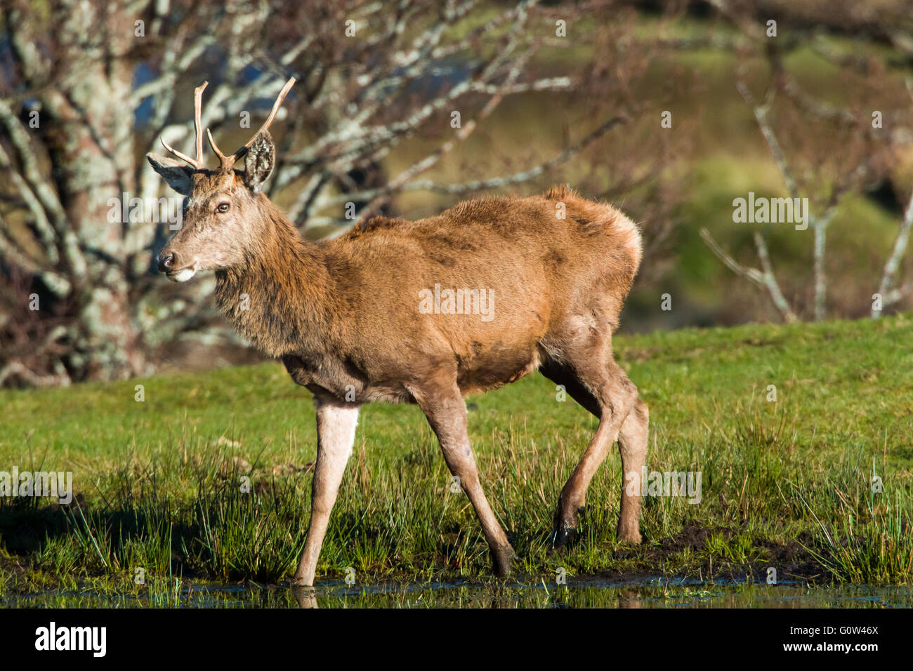 Stag standing in the water hi-res stock photography and images - Alamy