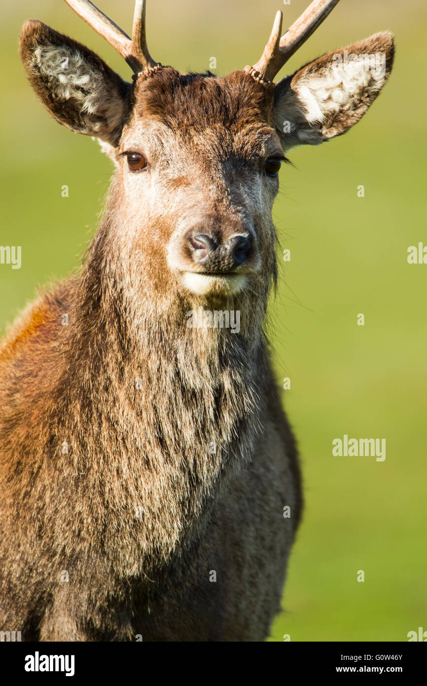 Stag Head Stock Photos & Stag Head Stock Images - Alamy