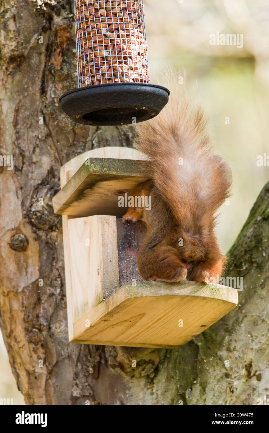 Male squirrel hi-res stock photography and images - Alamy