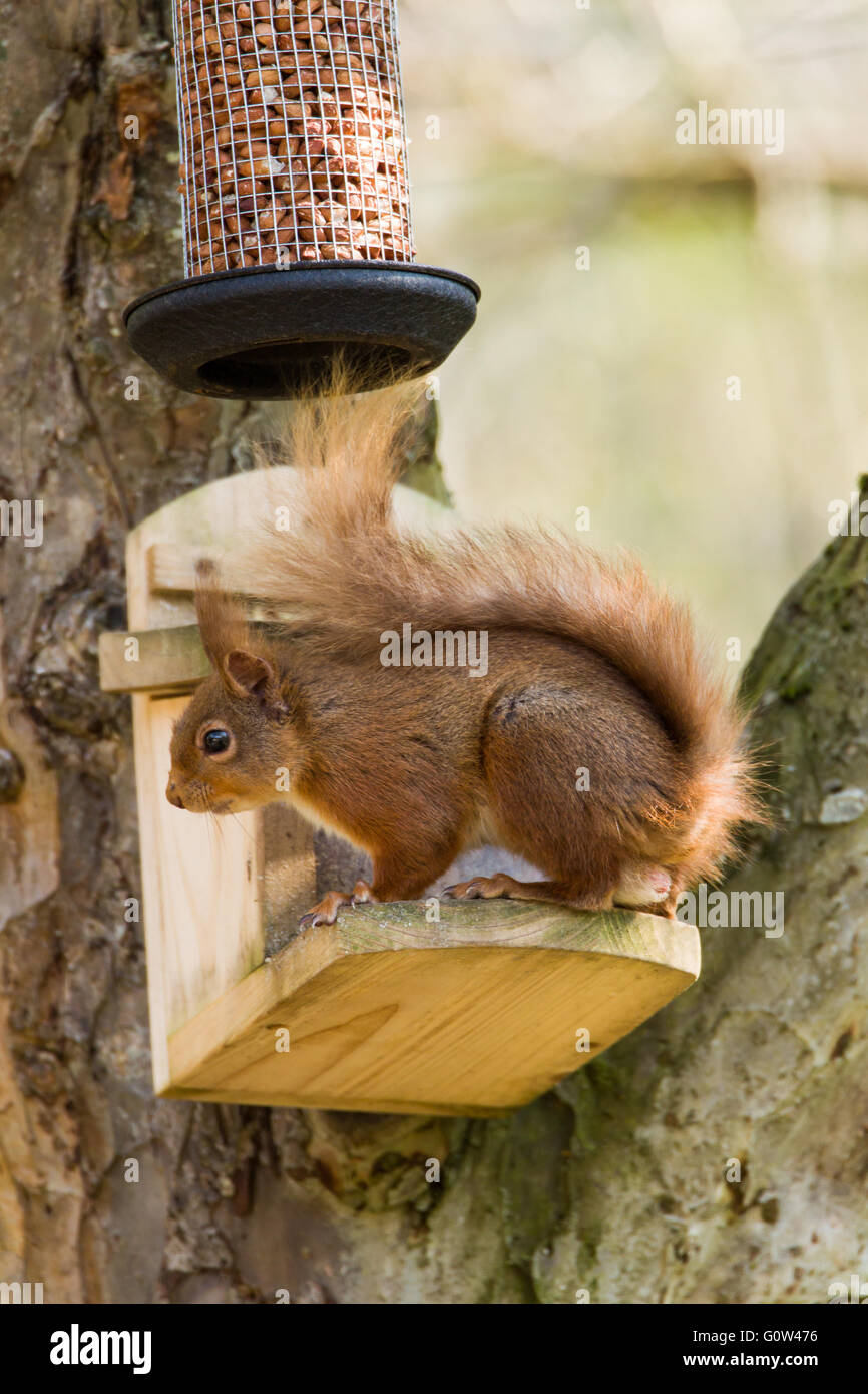 Male squirrel hi-res stock photography and images - Alamy