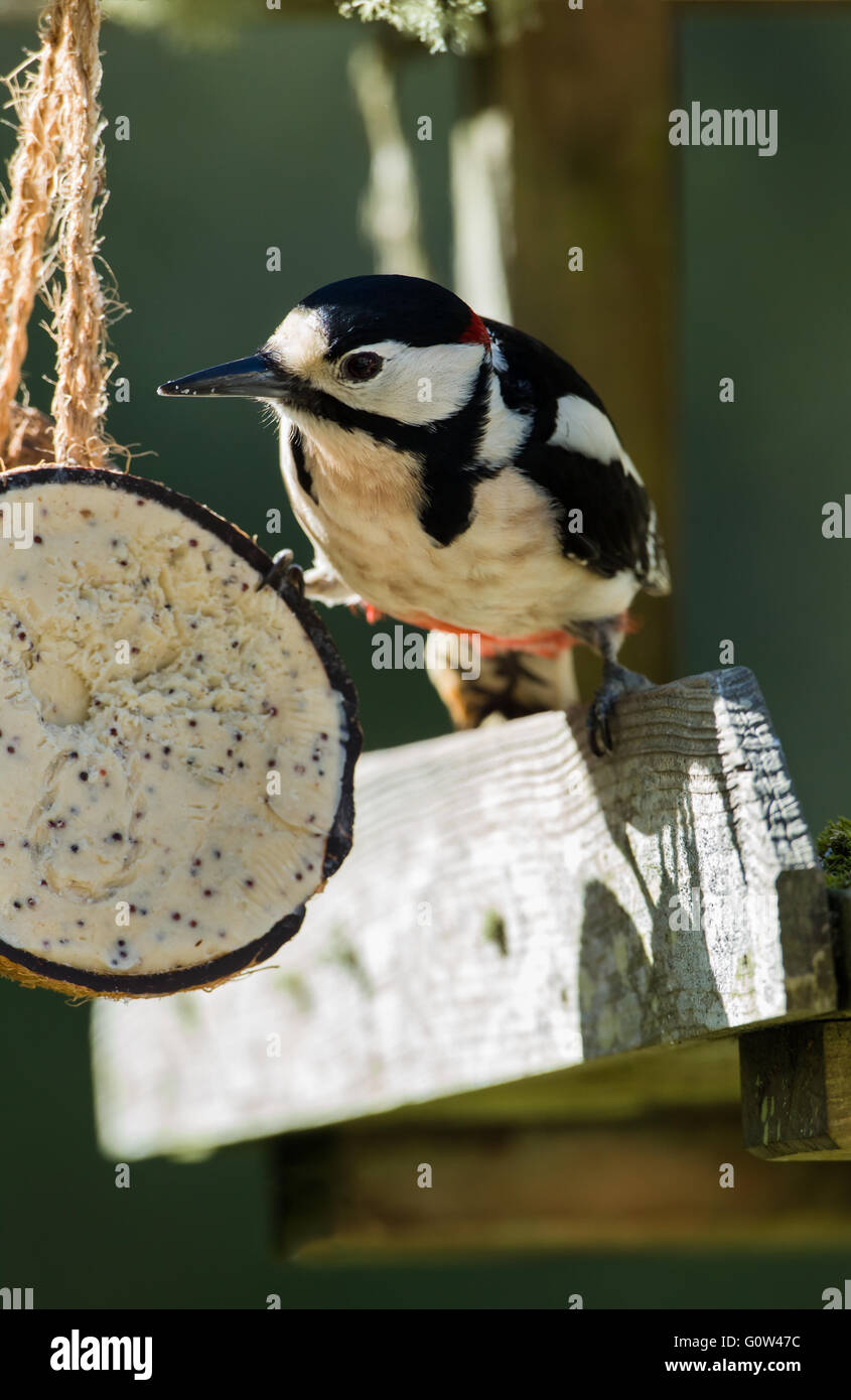 Male Great Spotted Woodpecker, Dendrocopos major on garden bird table ...
