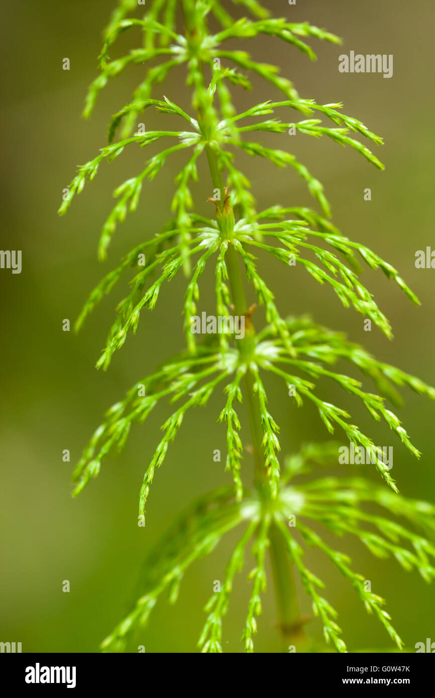 Marestail hi-res stock photography and images - Alamy