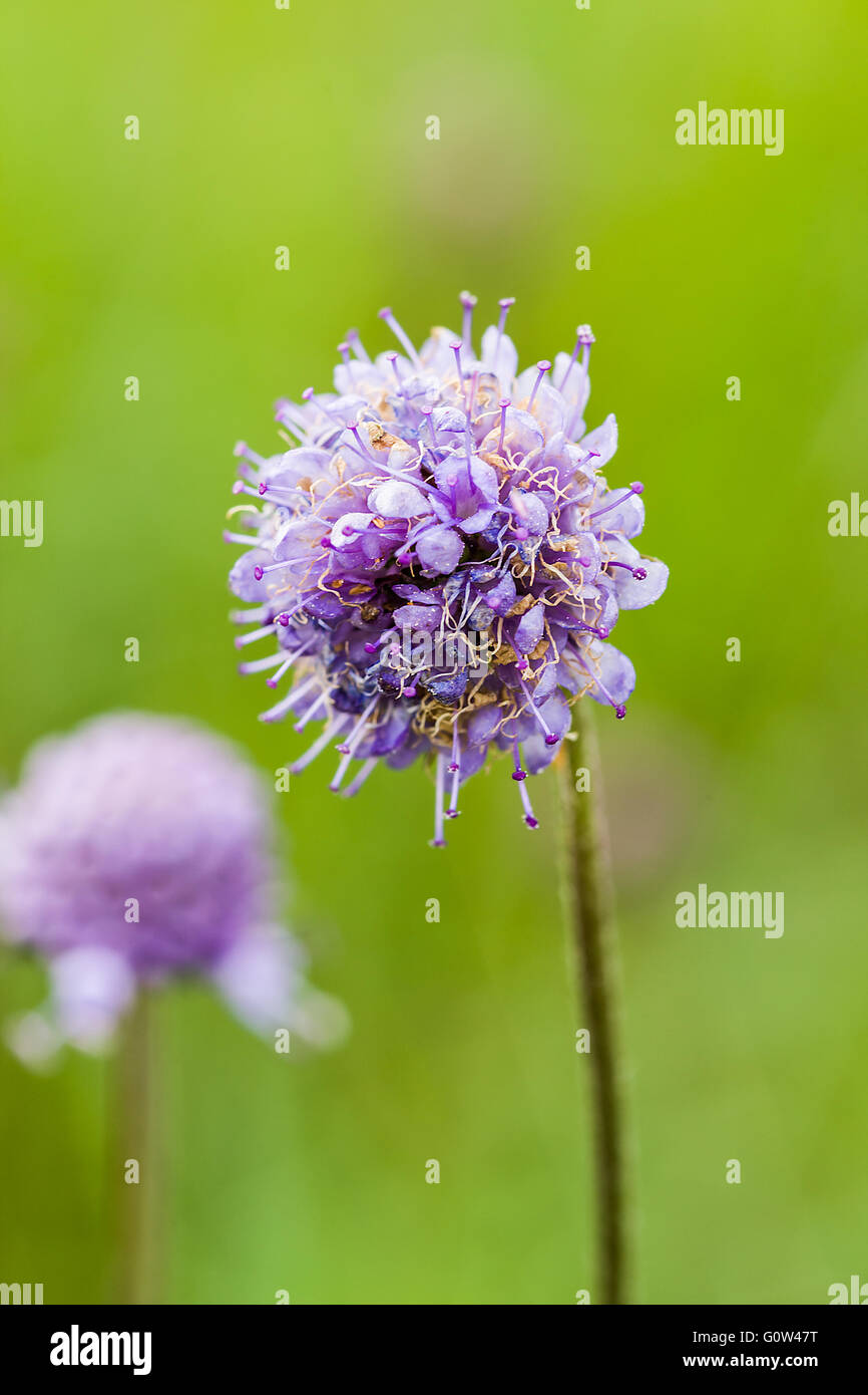 Devils bit scabious Succisa pratensis flower Stock Photo - Alamy