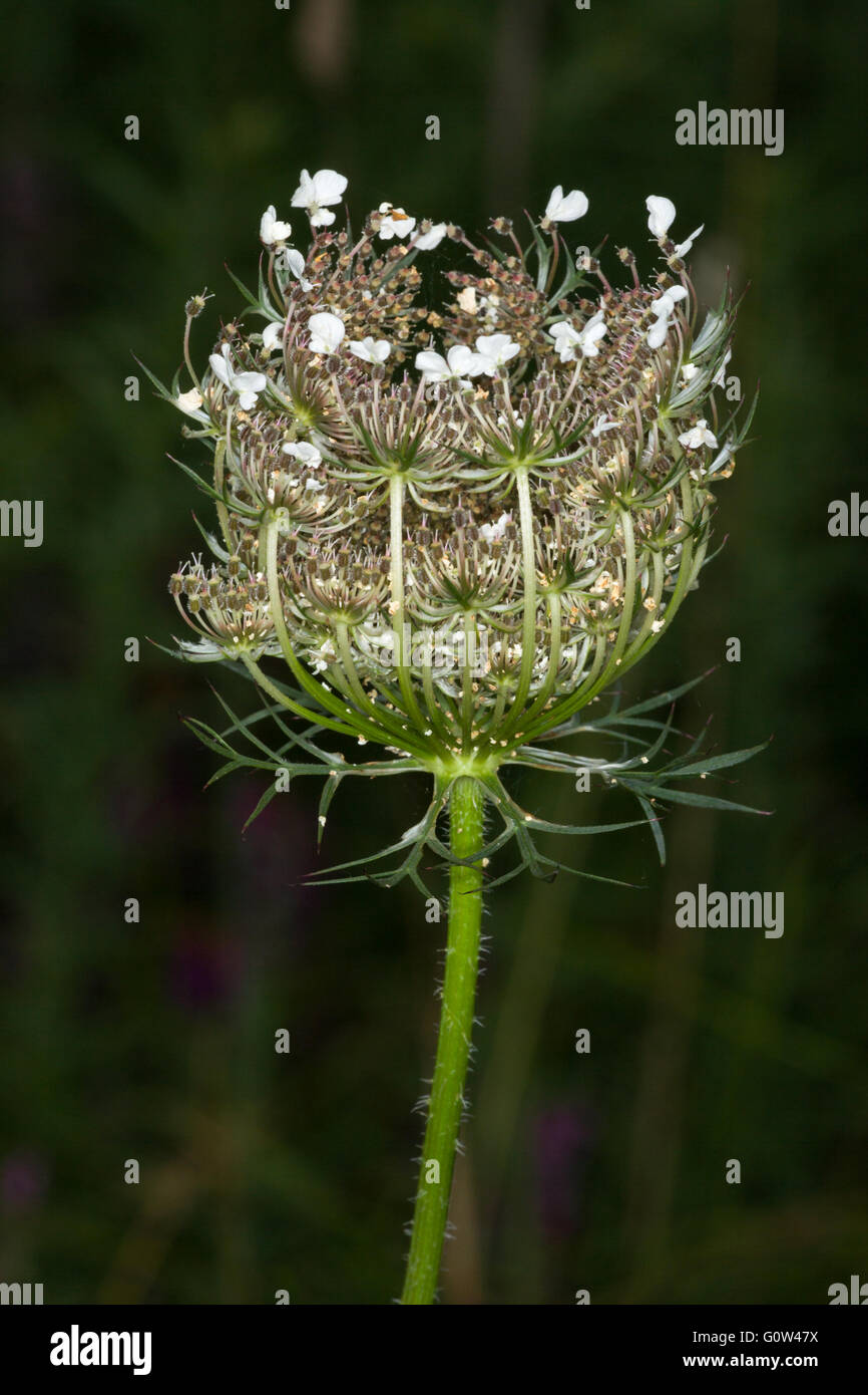 Daucus carota flower hi-res stock photography and images - Alamy