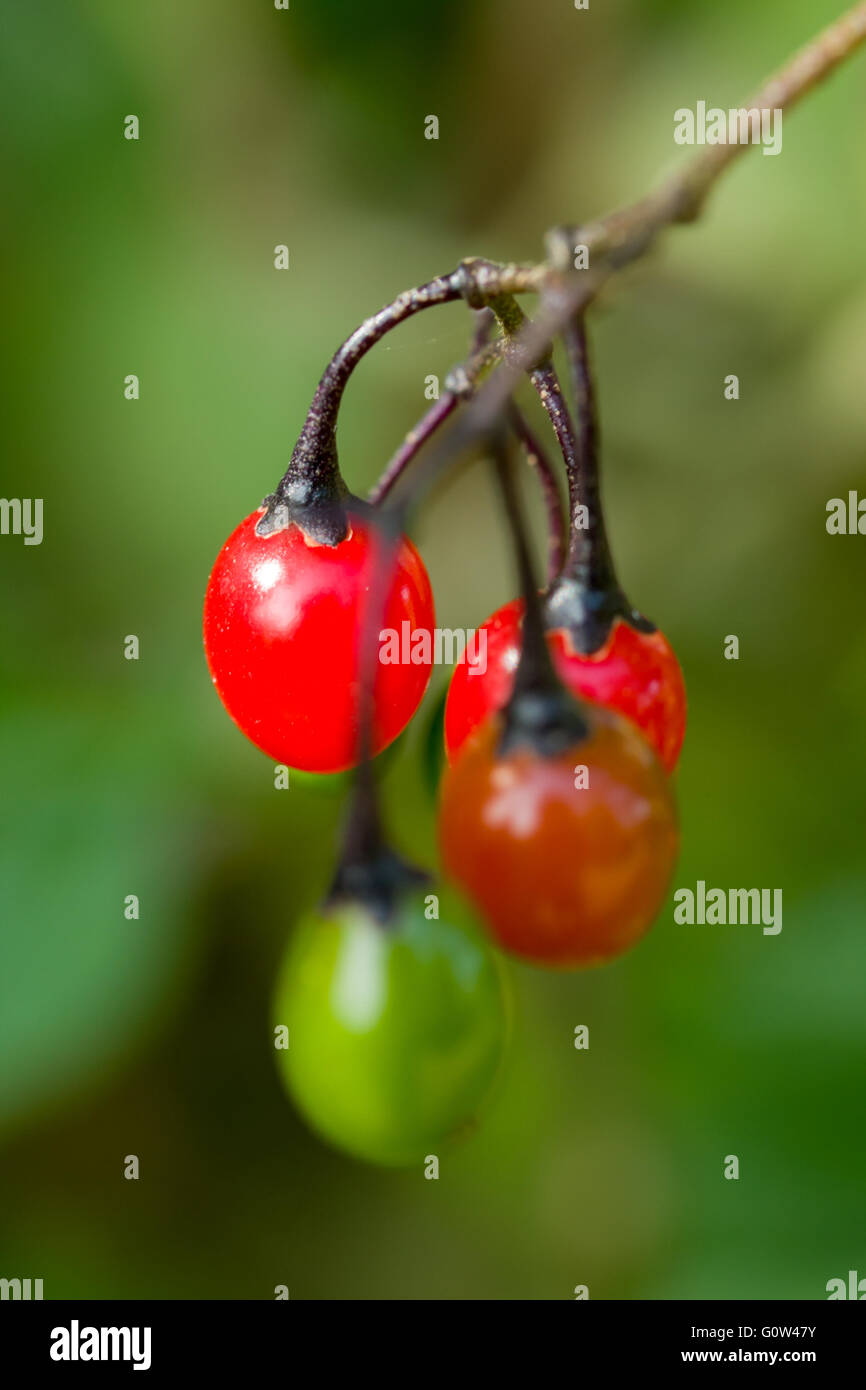 Bittersweet Solanum dulcamara fruits or berries Stock Photo - Alamy