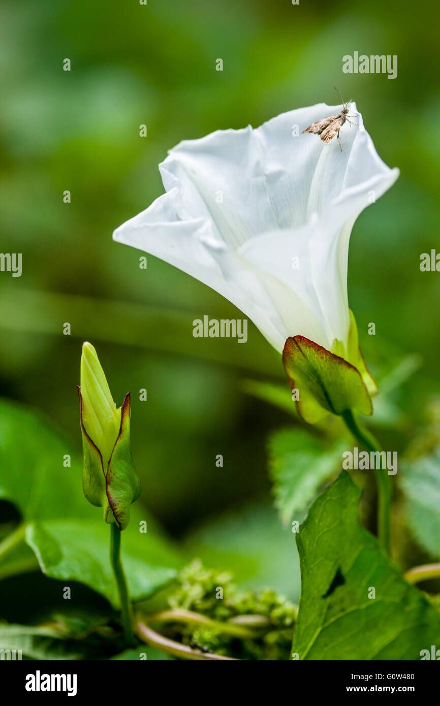 Great or large Bindweed Calystegia silvatica flower Stock Photo - Alamy