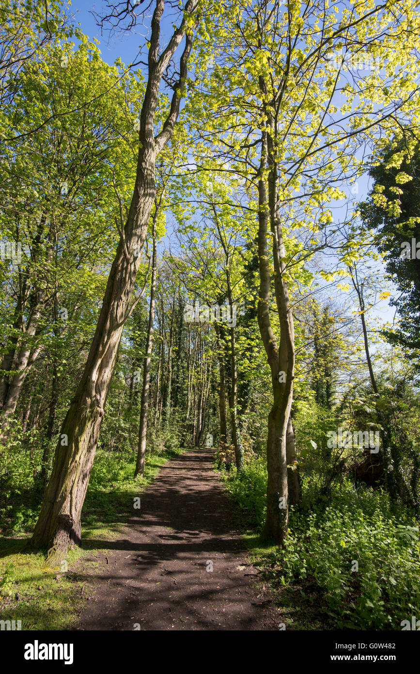 Woodland at Colwick Country Park in Nottingham, Nottinghamshire England ...