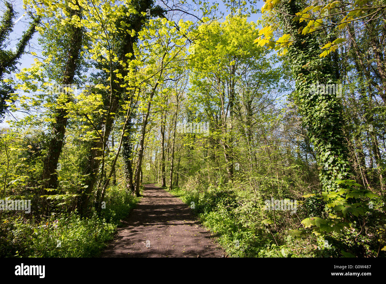 Woodland at Colwick Country Park in Nottingham, Nottinghamshire England ...
