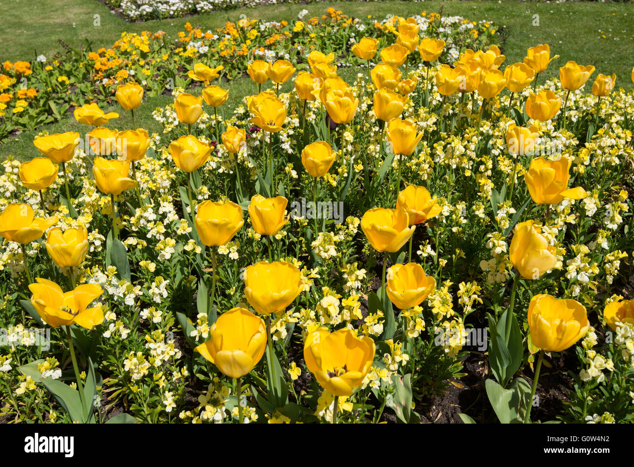 Spring flowers at the Arboretum City Park in Nottingham ...