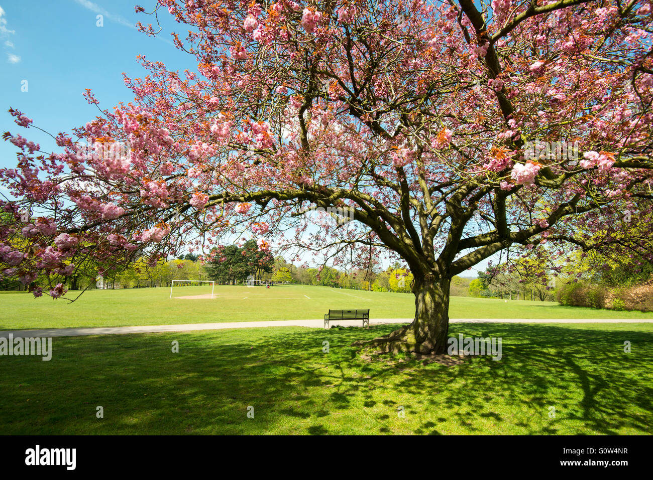 A tree full of beautiful pink Cherry Blossom, at Woodthorpe Park in ...