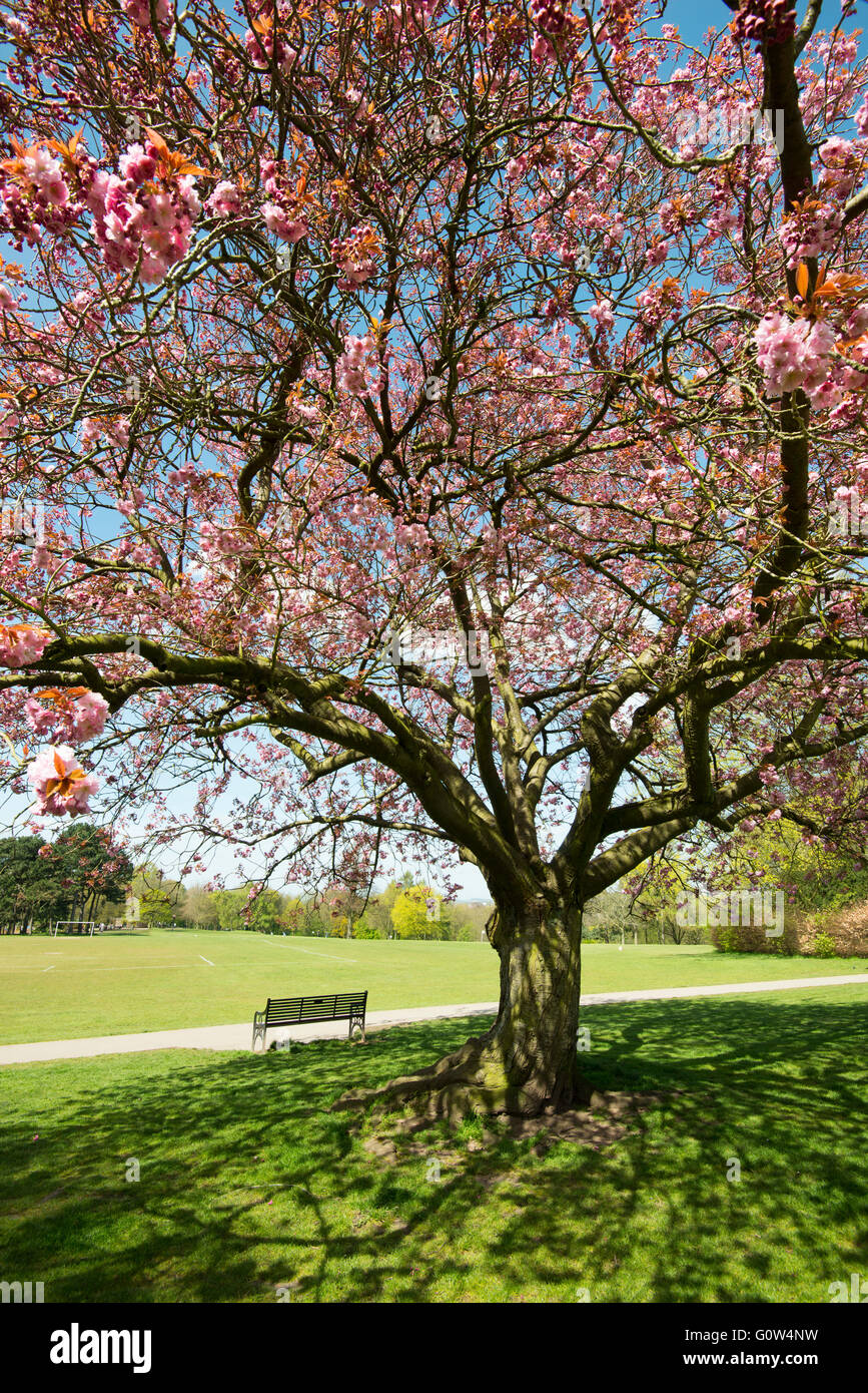 A tree full of beautiful pink Cherry Blossom, at Woodthorpe Park in ...