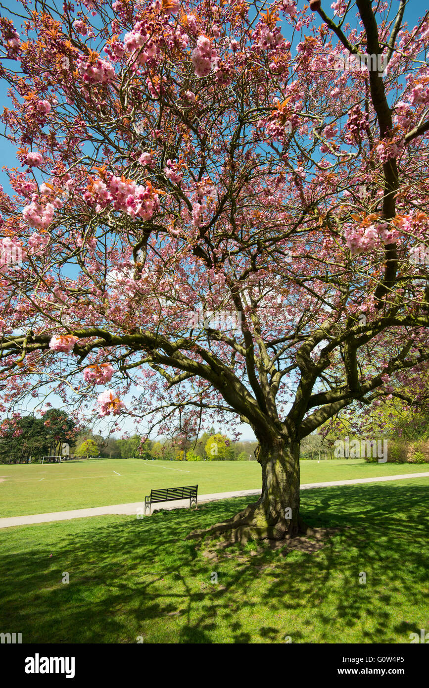 A tree full of beautiful pink Cherry Blossom, at Woodthorpe Park in ...