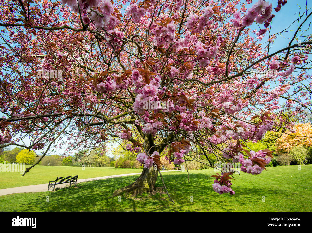 A tree full of beautiful pink Cherry Blossom, at Woodthorpe Park in ...