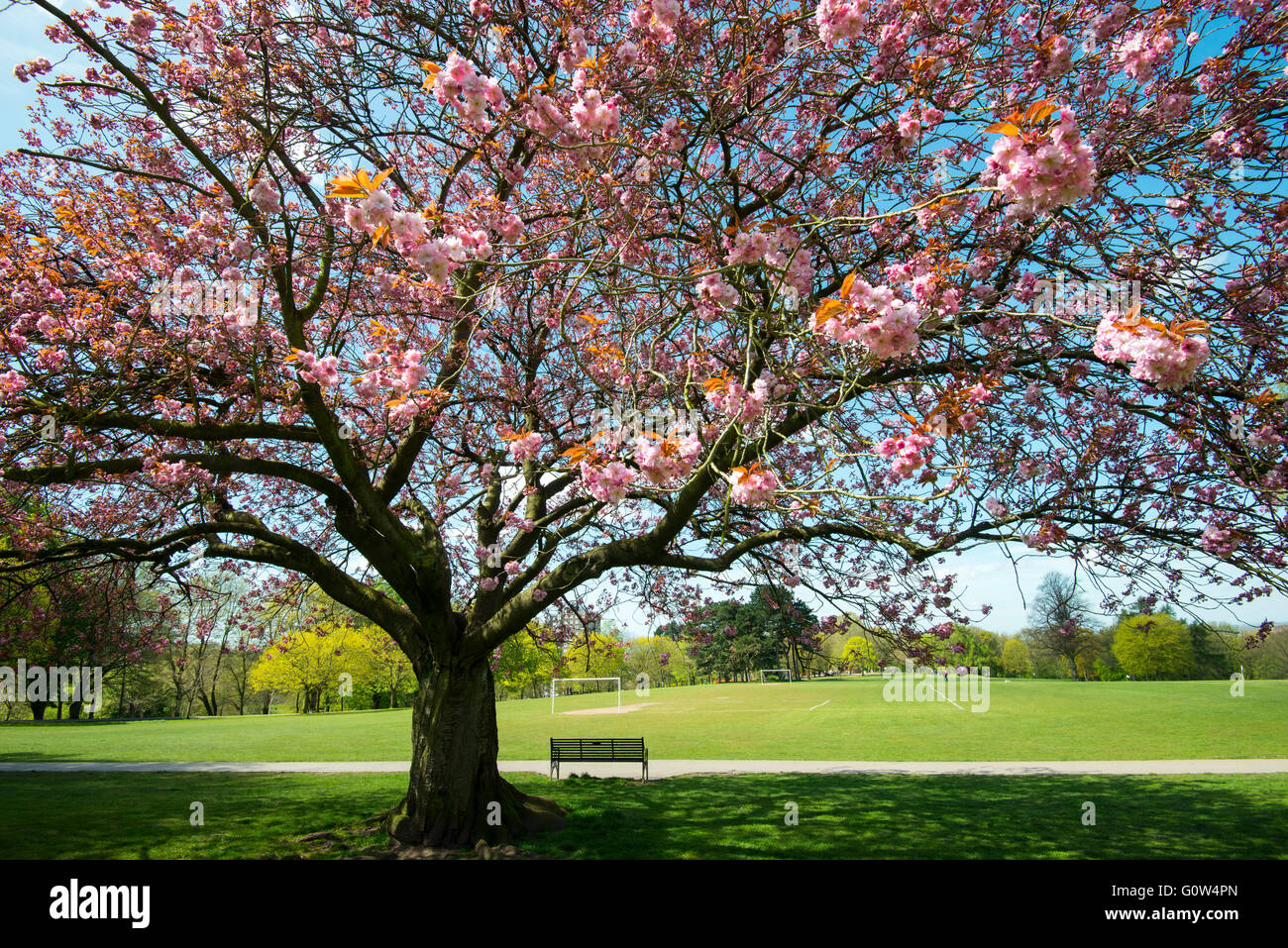 A tree full of beautiful pink Cherry Blossom, at Woodthorpe Park in ...