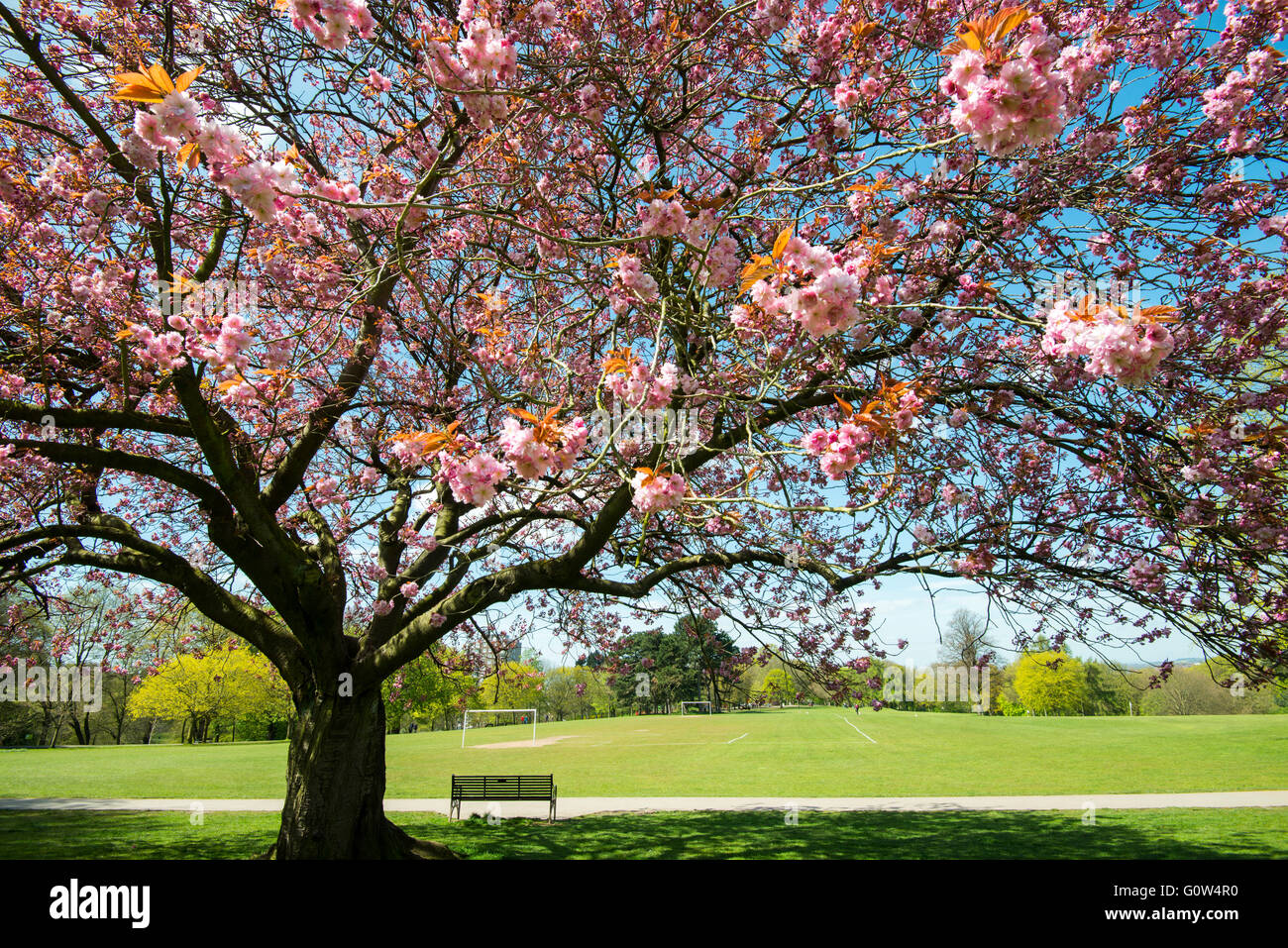 A tree full of beautiful pink Cherry Blossom, at Woodthorpe Park in ...