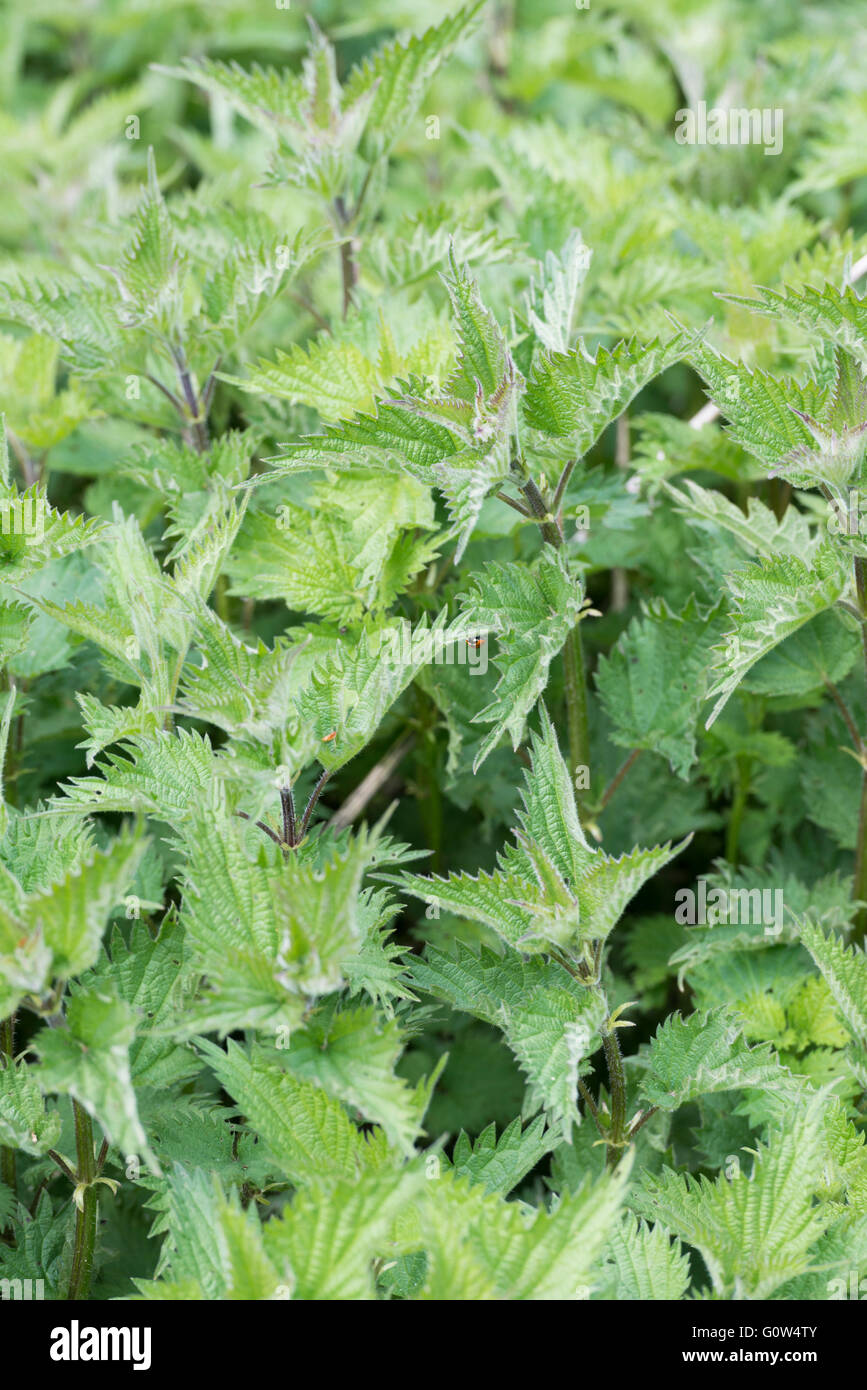 A clump of stinging nettles in spring close up with differential focus ...