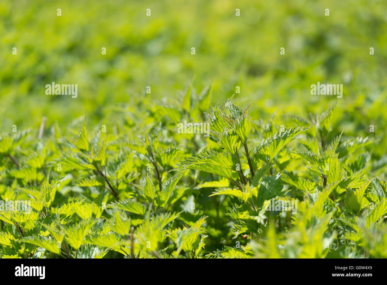 A clump of stinging nettles in spring close up with differential focus ...
