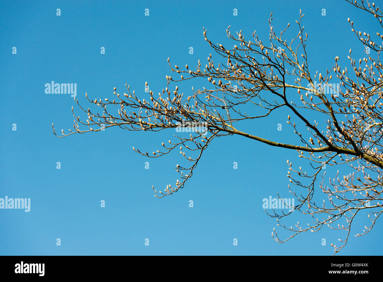 A beech tree in bud against a blue sky in spring Stock Photo - Alamy