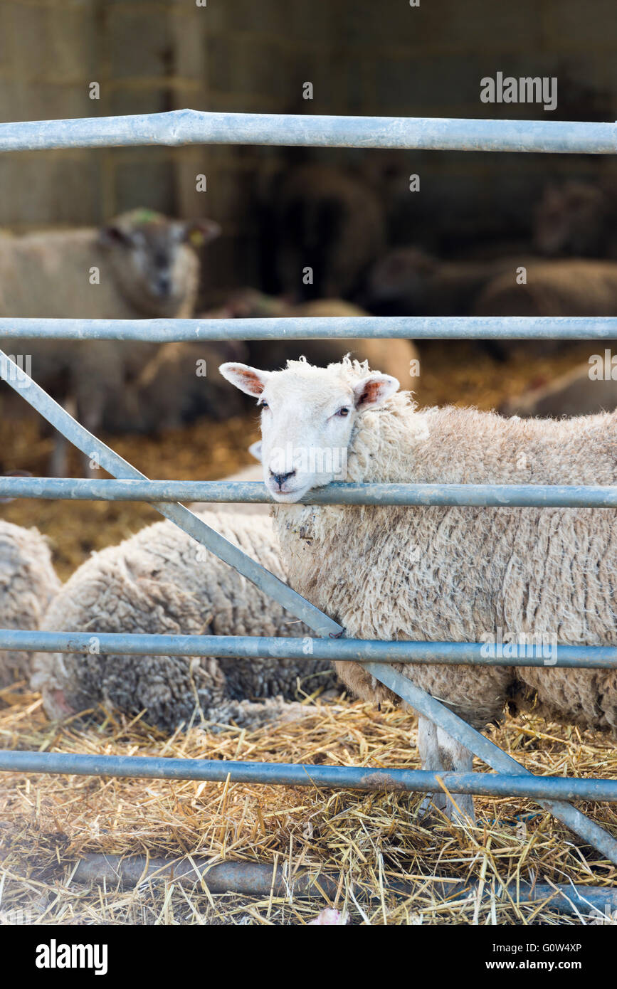 A sheep behind a metal gate in a barn on a farm in the UK Stock Photo ...