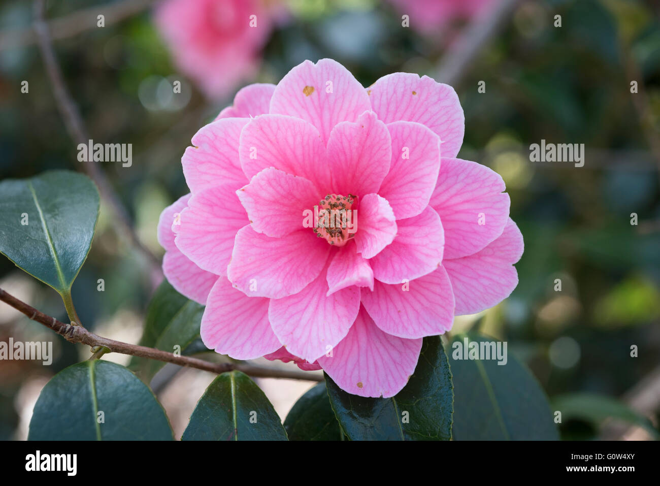 A pink azalea plant and flower Stock Photo - Alamy