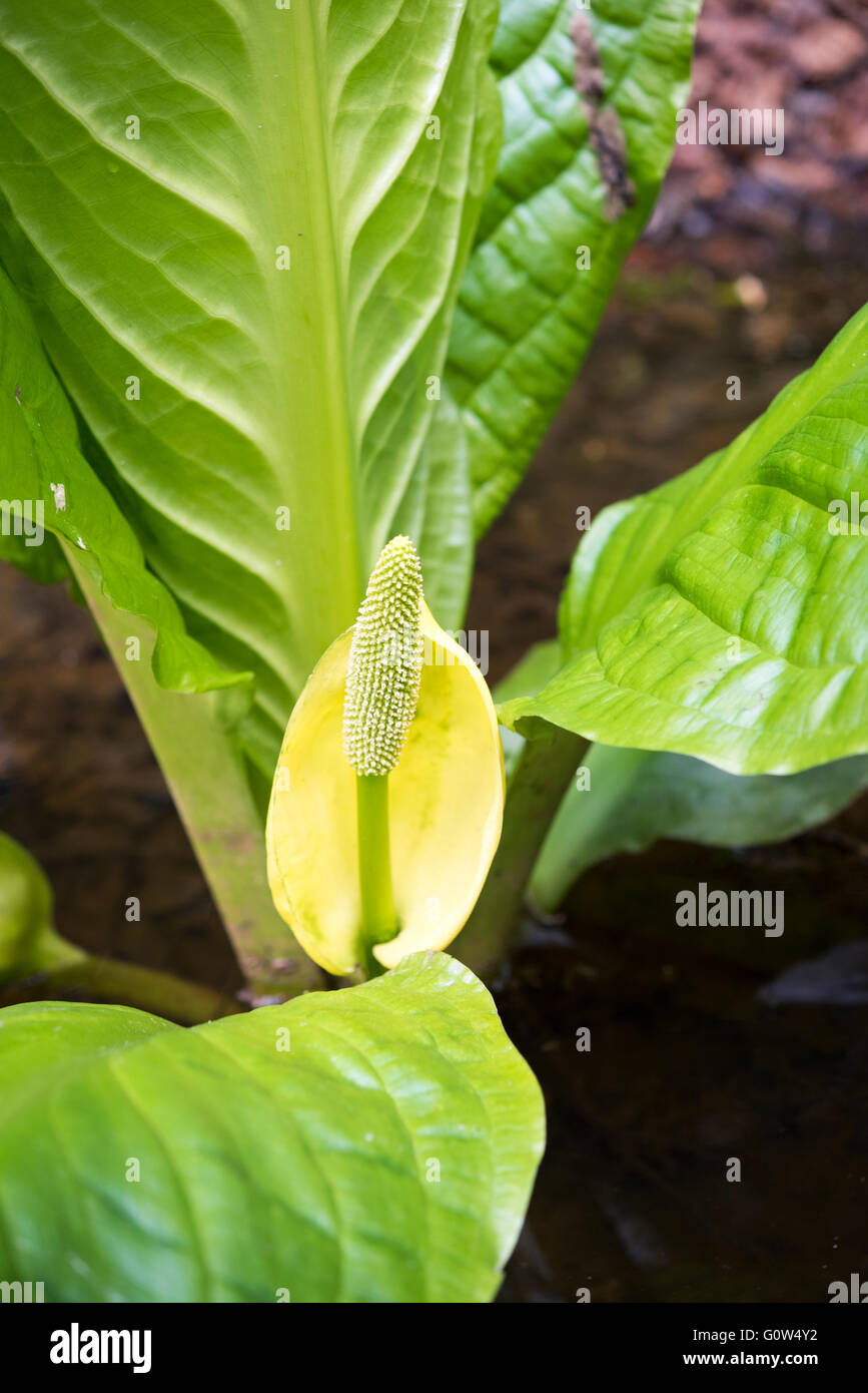 Cabbage flower hi-res stock photography and images - Alamy