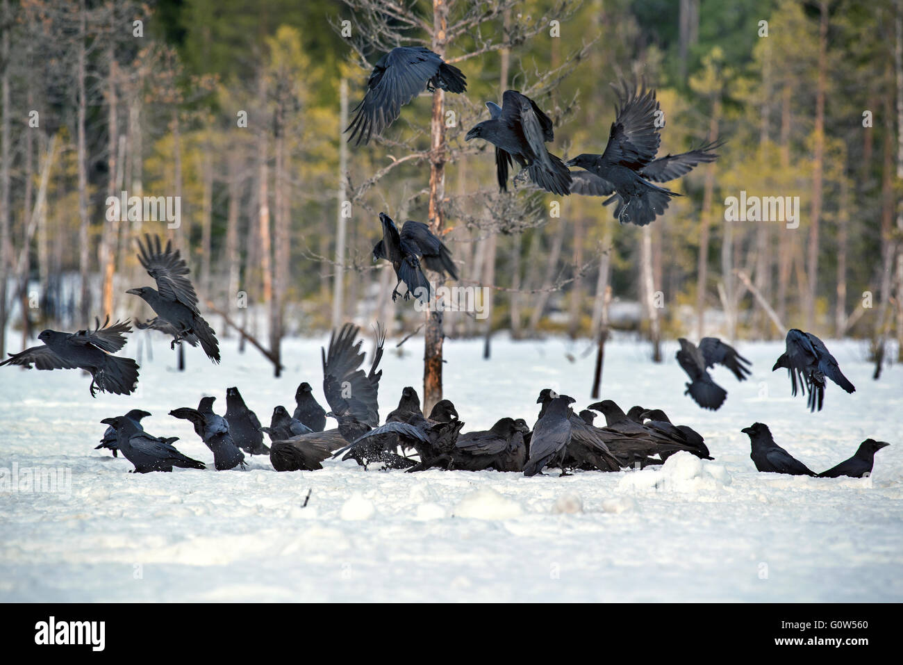 Group Of Ravens High Resolution Stock Photography and Images - Alamy