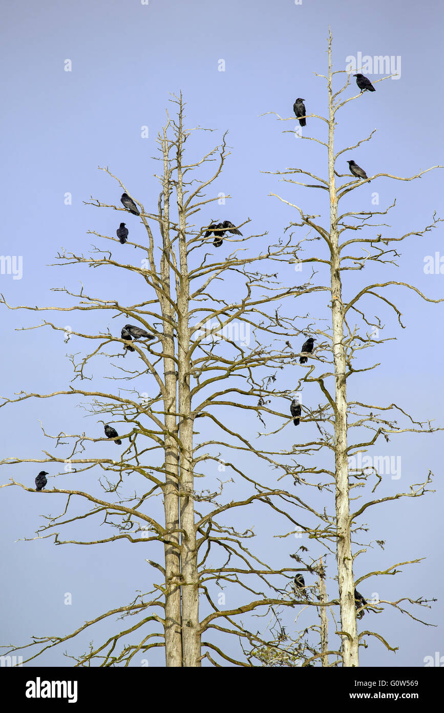 Dead trees with crows hi-res stock photography and images - Alamy