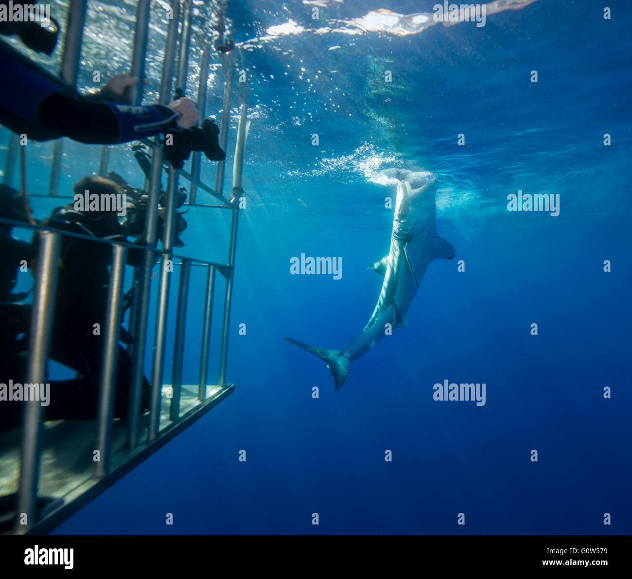 Great white shark underwater at Guadalupe Island, Mexico Stock Photo ...