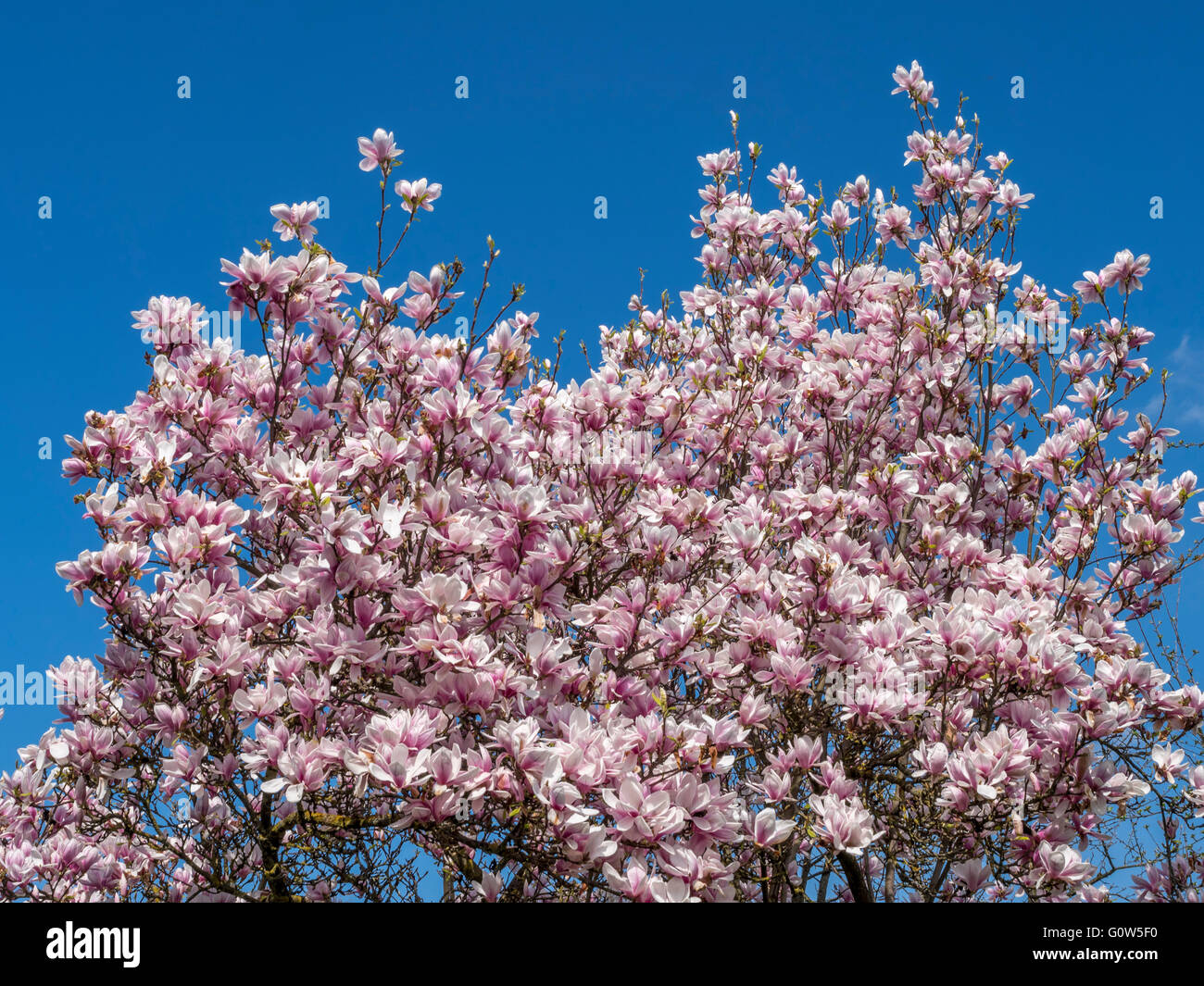 Blooming magnolia tree (Magnolia) in the castle gardens of Schloss ...