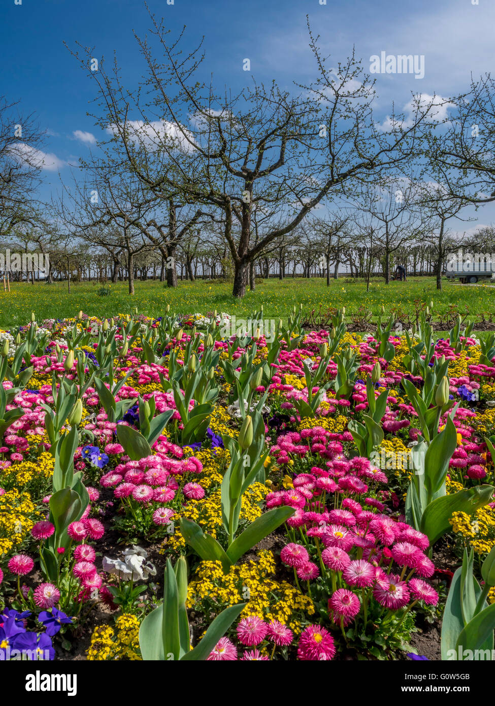 Colorful flower bed with spring flowers in the palace garden of Dachau ...