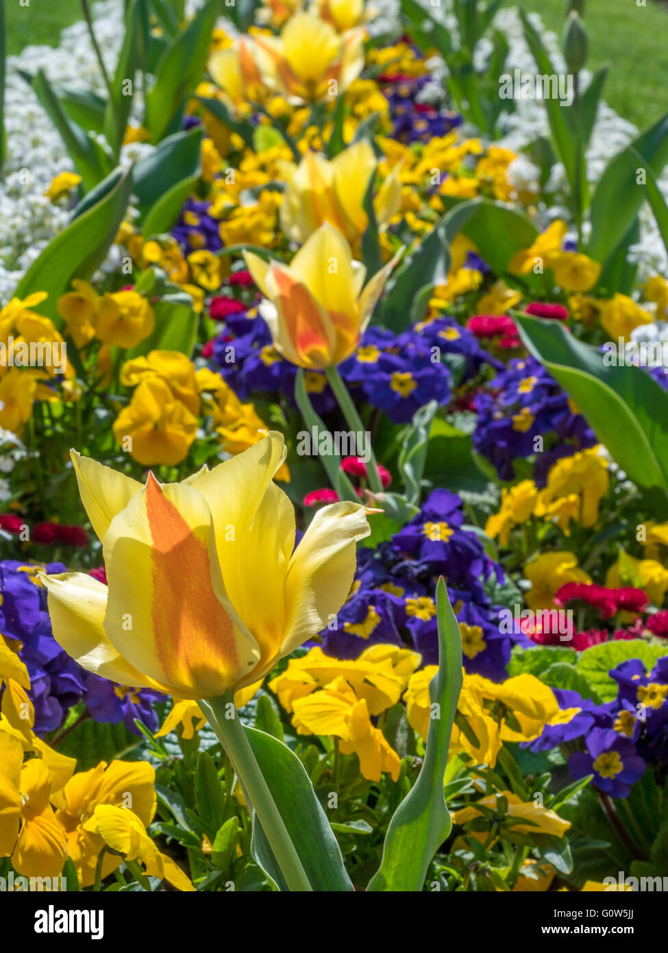Colorful flower bed with spring flowers in the palace garden of Dachau ...