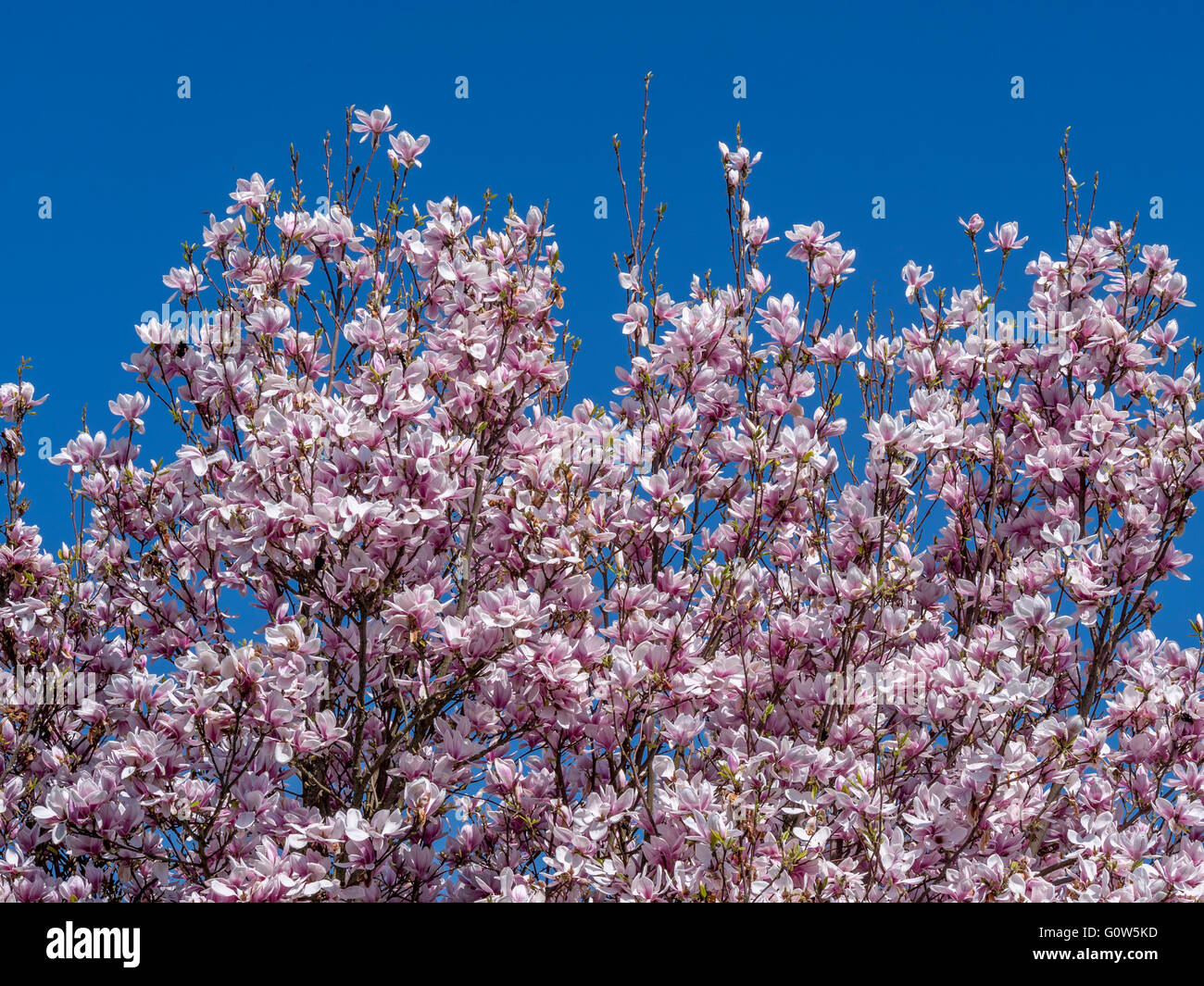 Blooming magnolia tree (Magnolia) in the castle gardens of Schloss ...