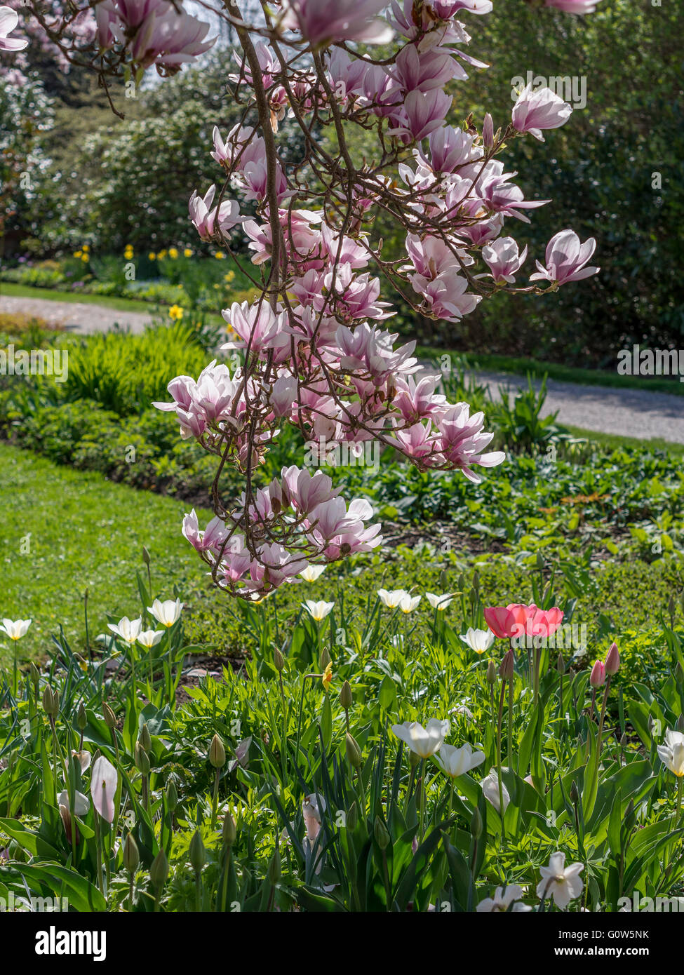 Blooming magnolia tree (Magnolia) in the castle gardens of Schloss ...