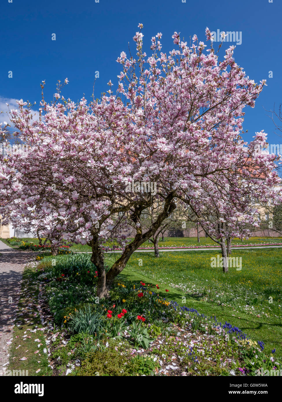 Blooming magnolia tree (Magnolia) in the castle gardens of Schloss ...