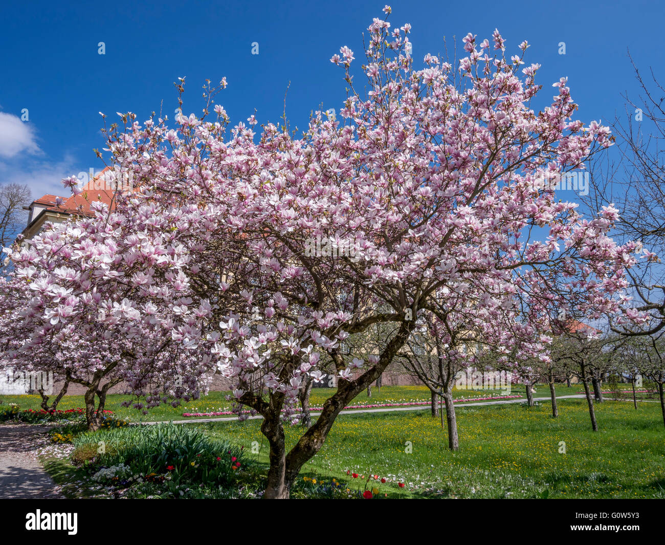 Blooming magnolia tree (Magnolia) in the castle gardens of Schloss ...