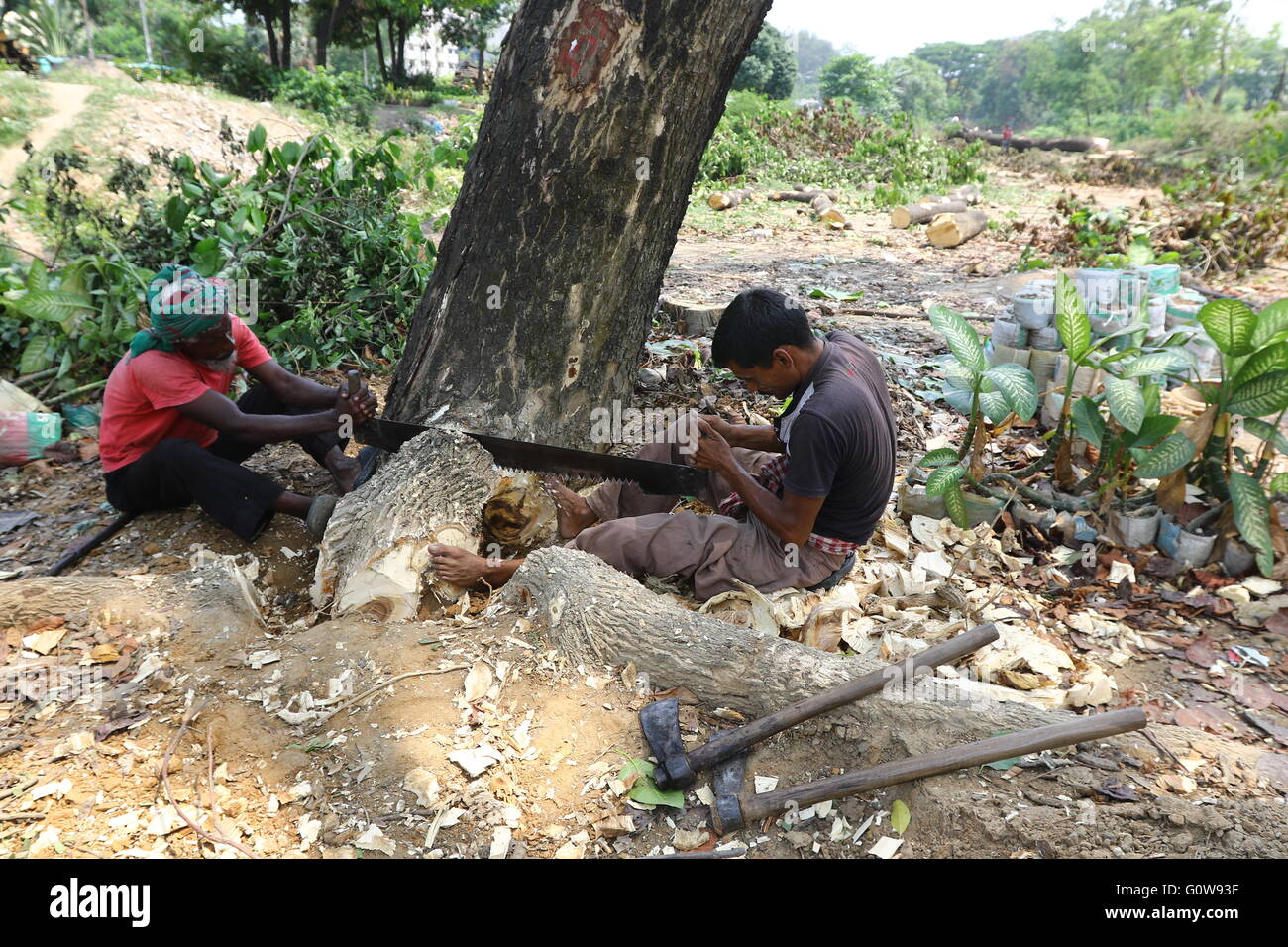 Man cutting trees in forest hi-res stock photography and images - Alamy