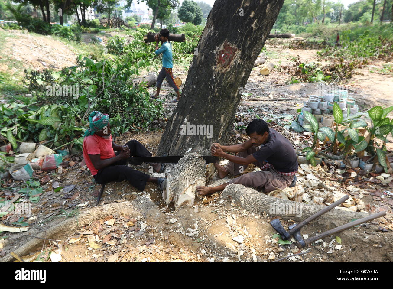 Man cutting a tree in Dhaka, Bangladesh 04 may 2016 Stock Photo - Alamy