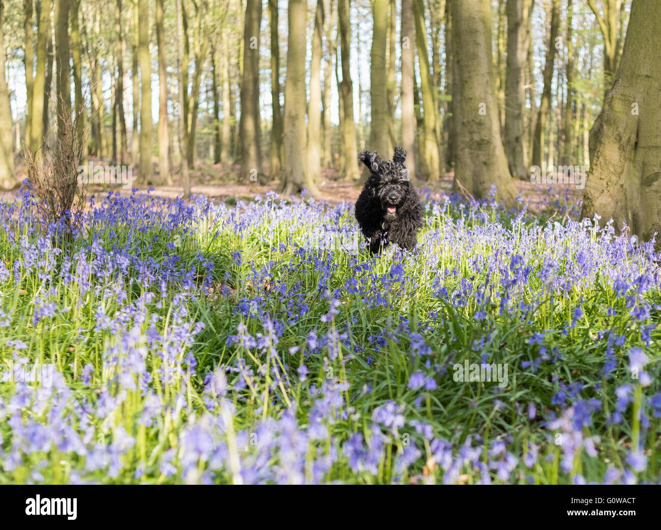 Nottinghamshire hills hi-res stock photography and images - Alamy