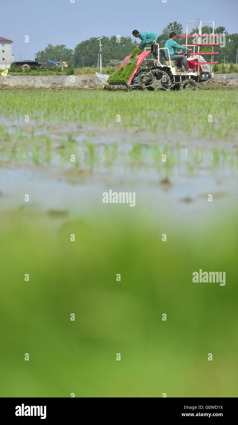 Ratooning hi-res stock photography and images - Alamy