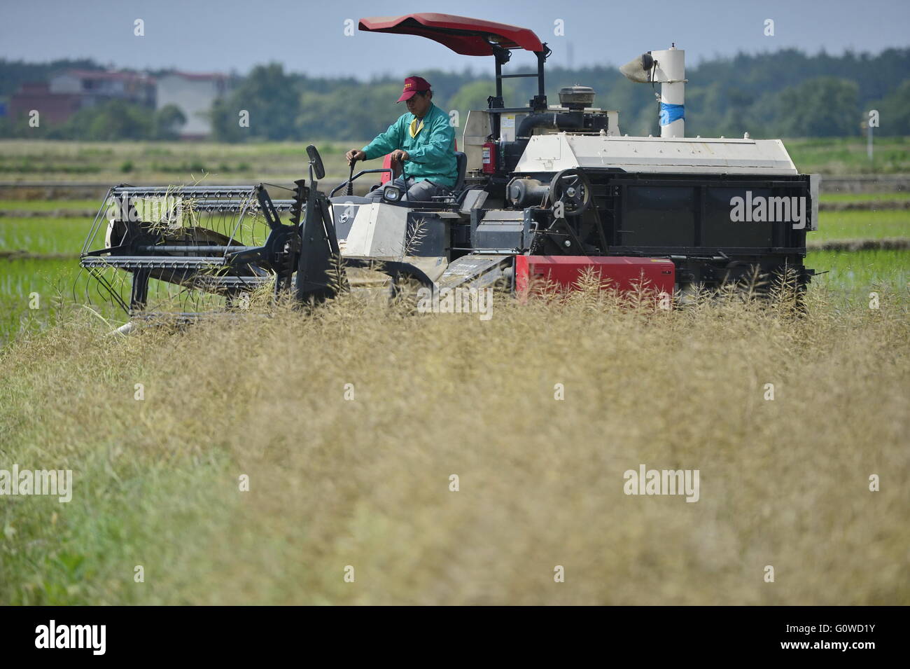 Ratooning hi-res stock photography and images - Alamy