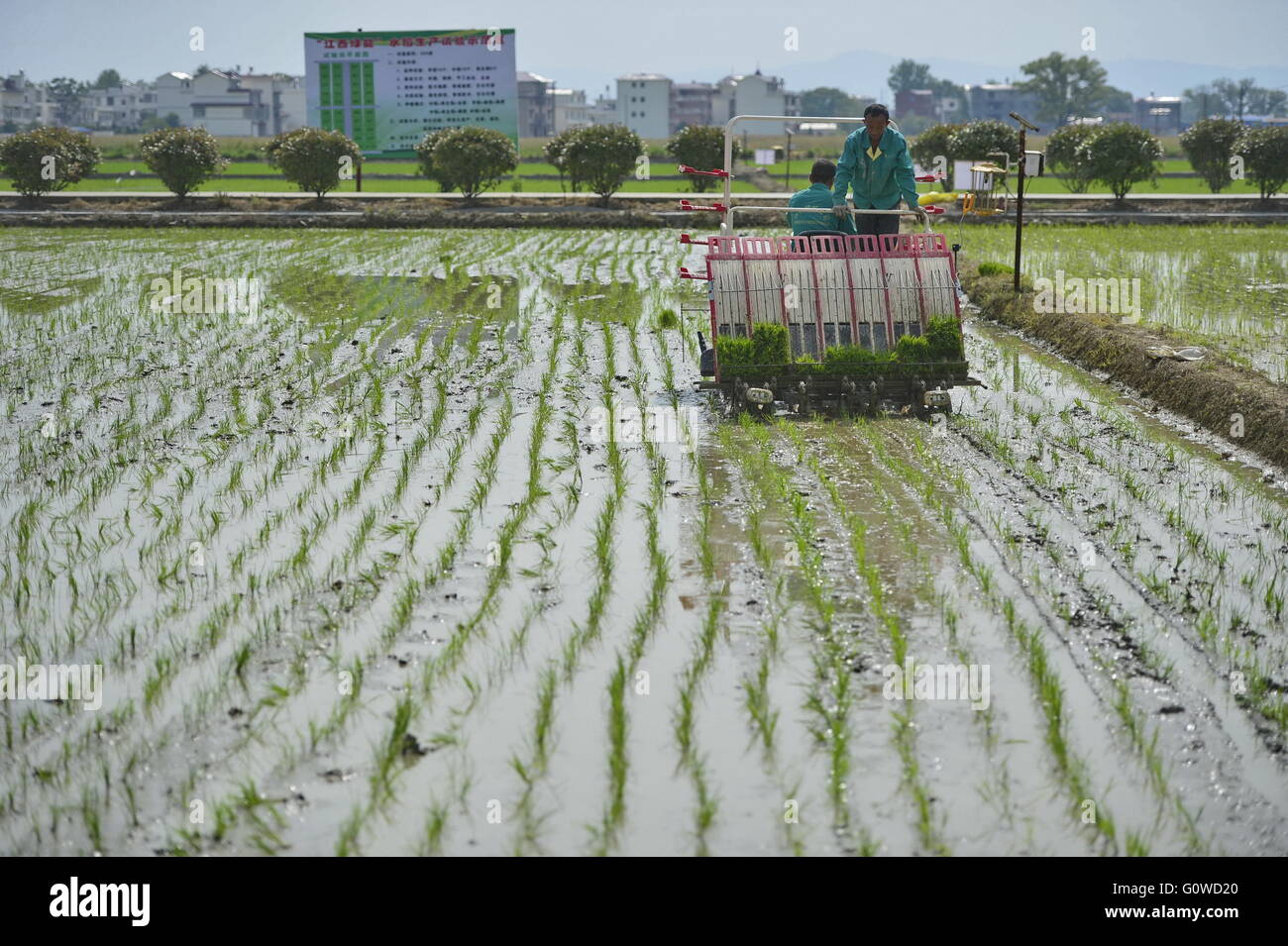 Ratooning hi-res stock photography and images - Alamy