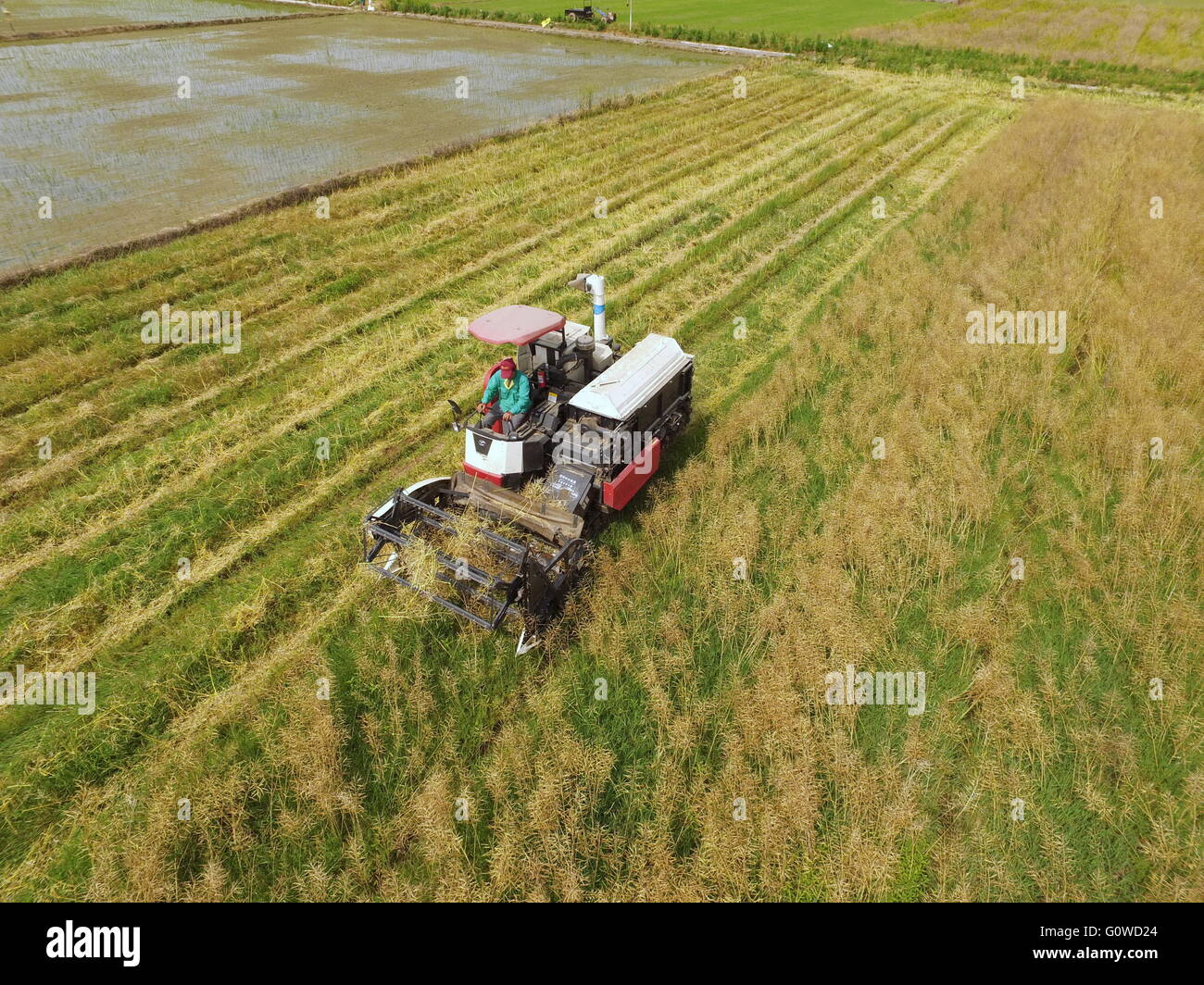 Ratooning hi-res stock photography and images - Alamy