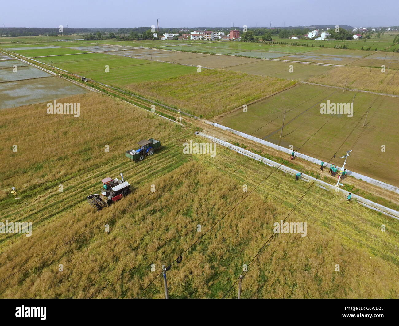 Ratooning hi-res stock photography and images - Alamy