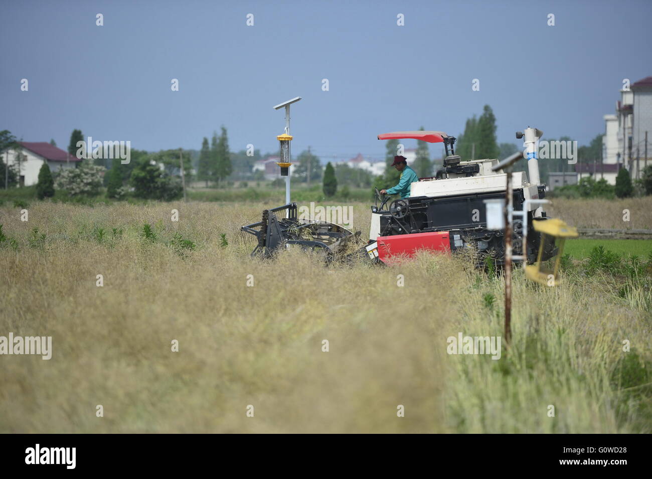 Ratooning hi-res stock photography and images - Alamy