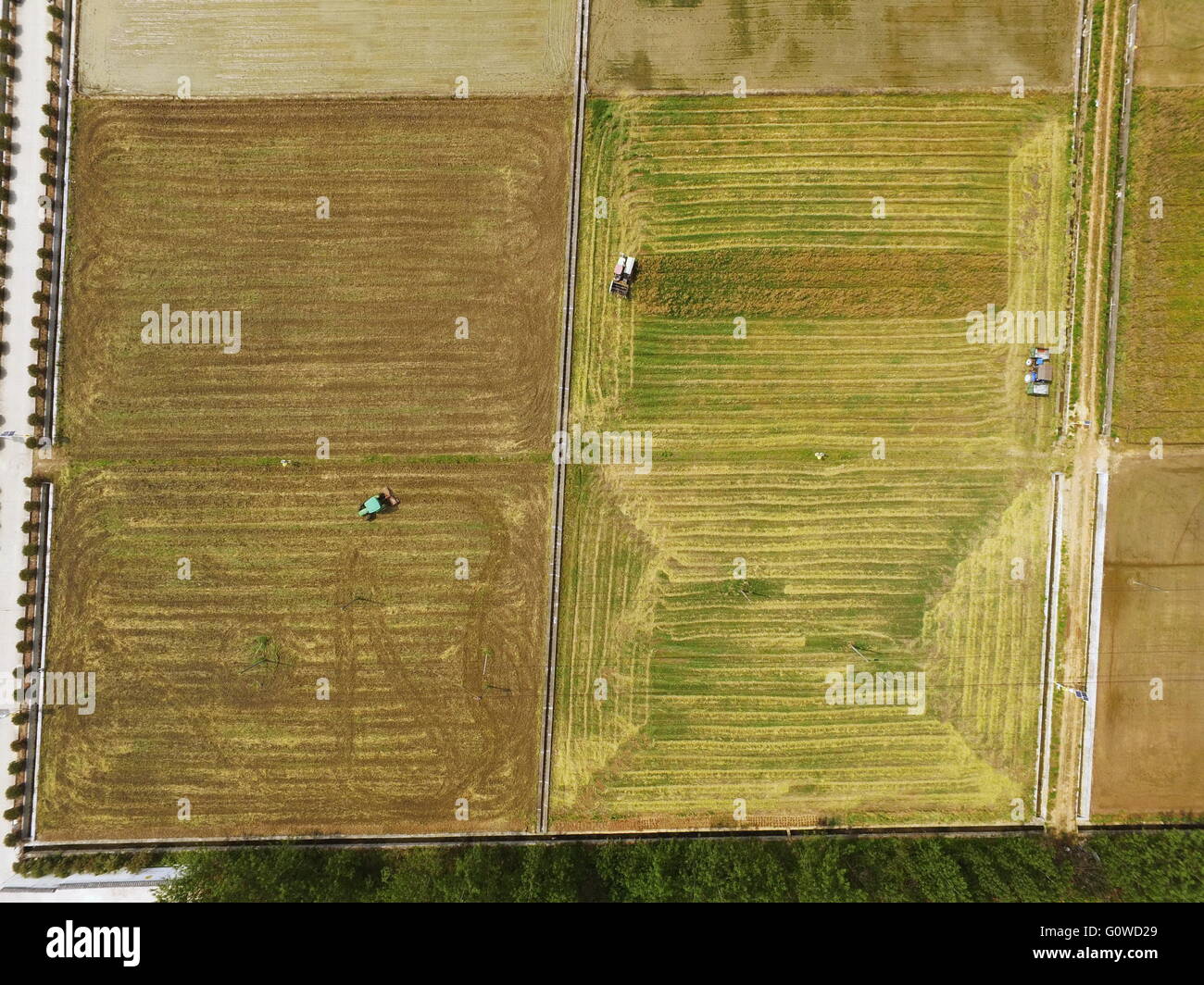 Ratooning hi-res stock photography and images - Alamy