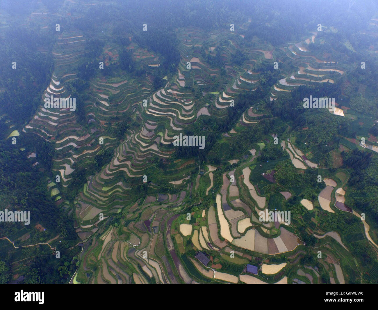 Sanjiang. 5th May, 2016. Photo taken on May 5, 2016 shows terrace ...