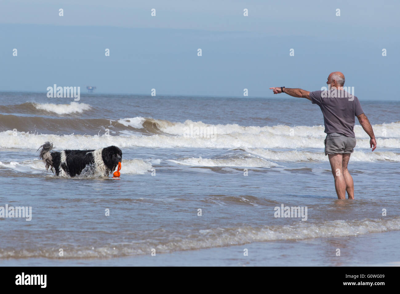 Formby, Merseyside. 5 May 2016. A man enjoys playing with his dog in ...
