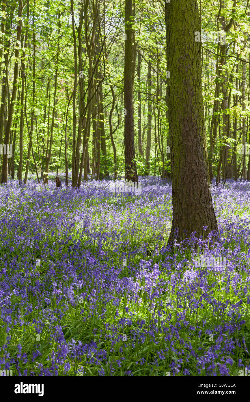 Scunthorpe, North Lincolnshire, UK. 5th May 2016. UK Weather: Bluebells ...