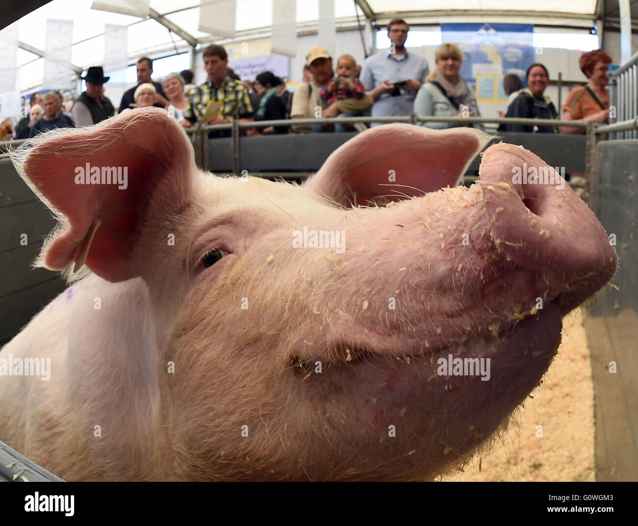 German landrace hi-res stock photography and images - Alamy