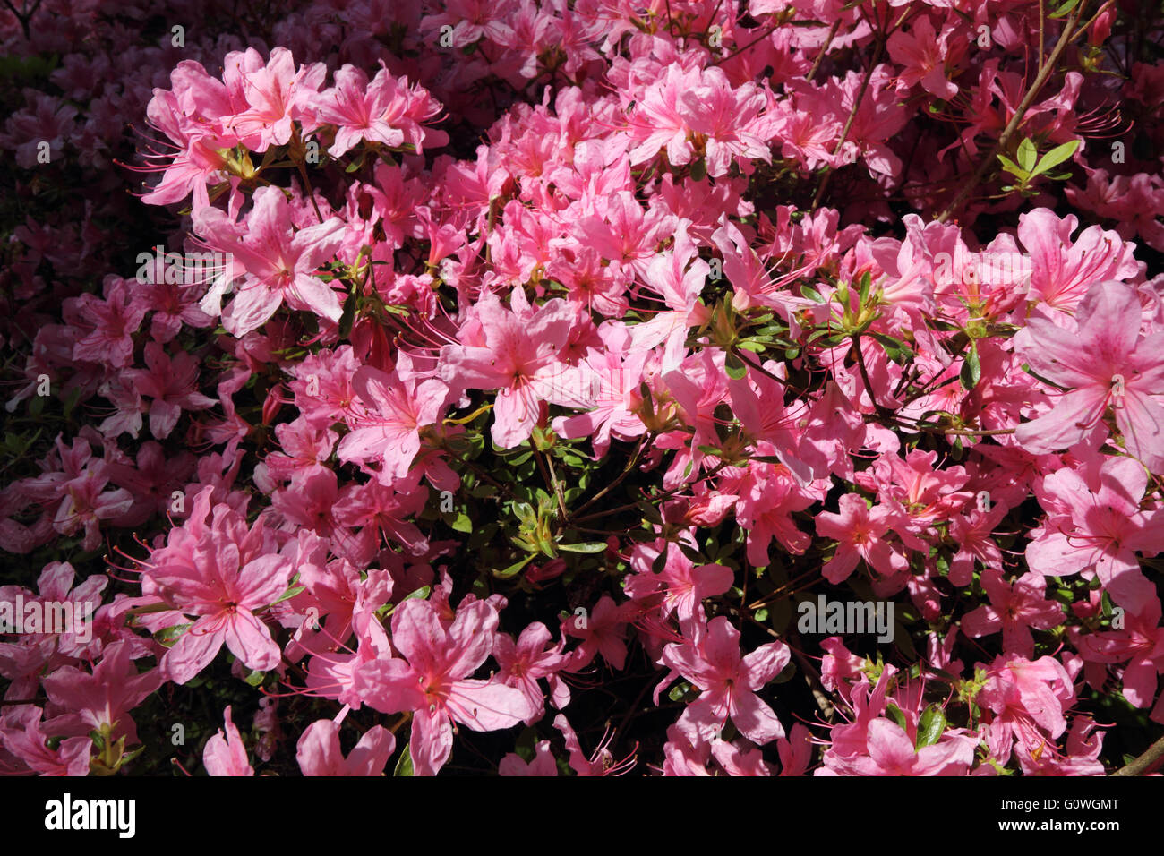 Isabella Plantation, Richmond Park, London, UK. 5th May 2016. The ...